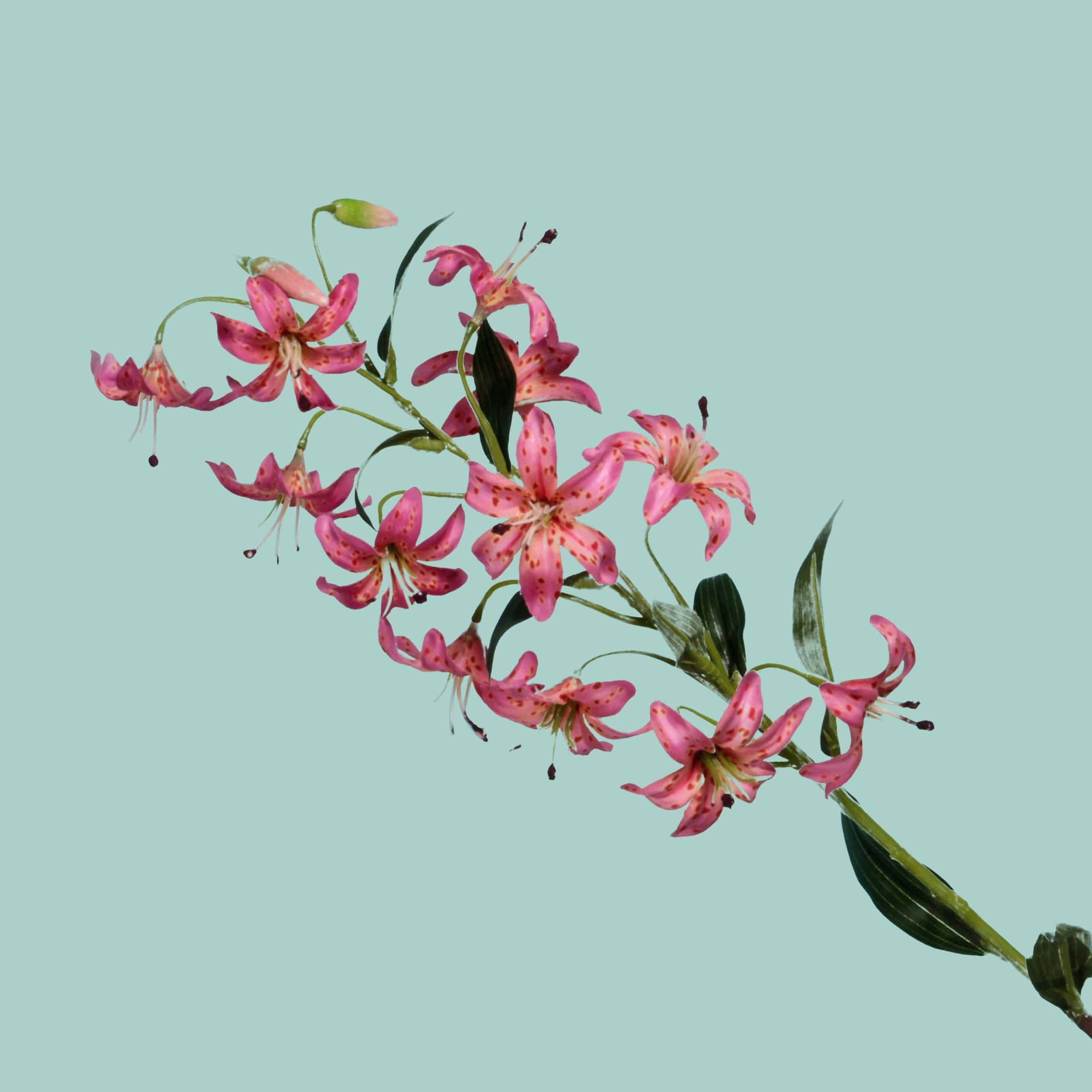 6 | Bloomer Flowers